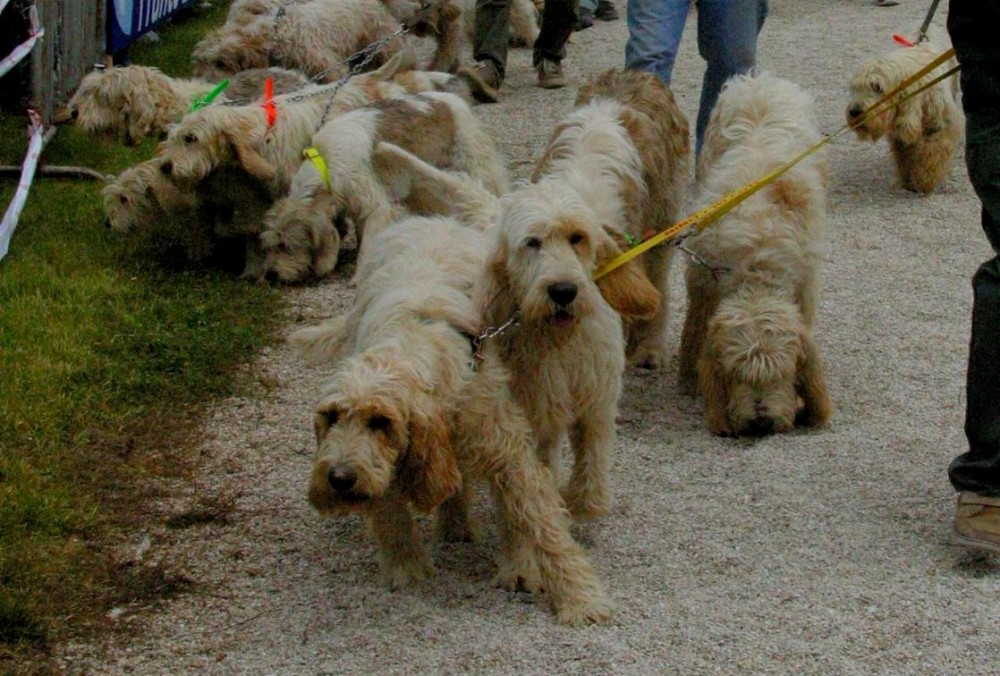 Attention : un limier peut en cacher un autre - alabillebaude